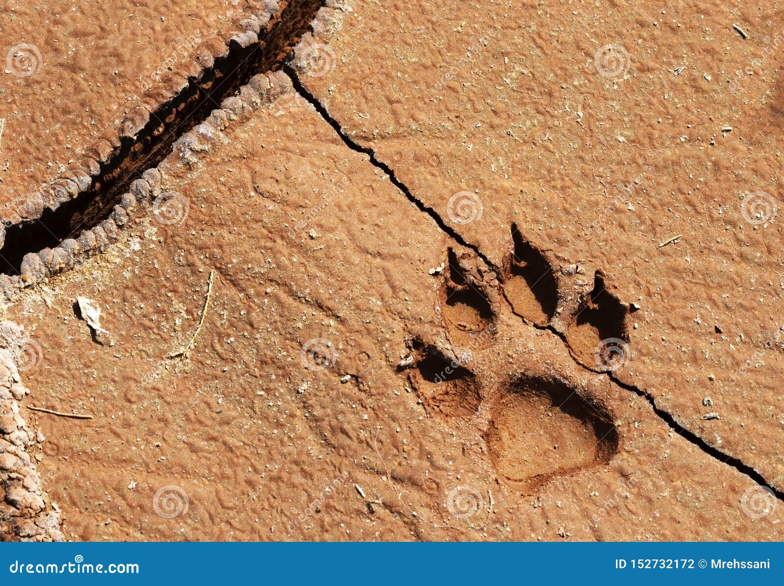 Wolf footprint in desert stock photo. Image of land - 152732172