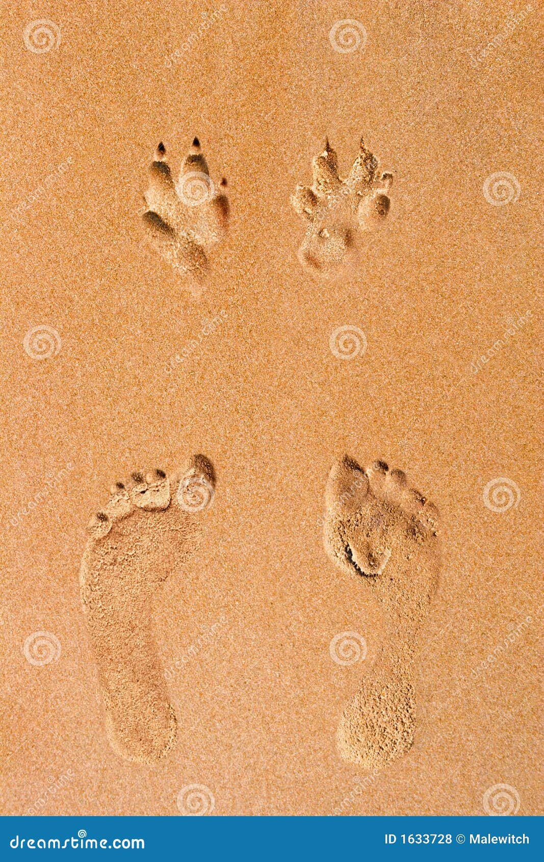 Footprints-3 stock photo. Image of animal, relief, guide - 1633728