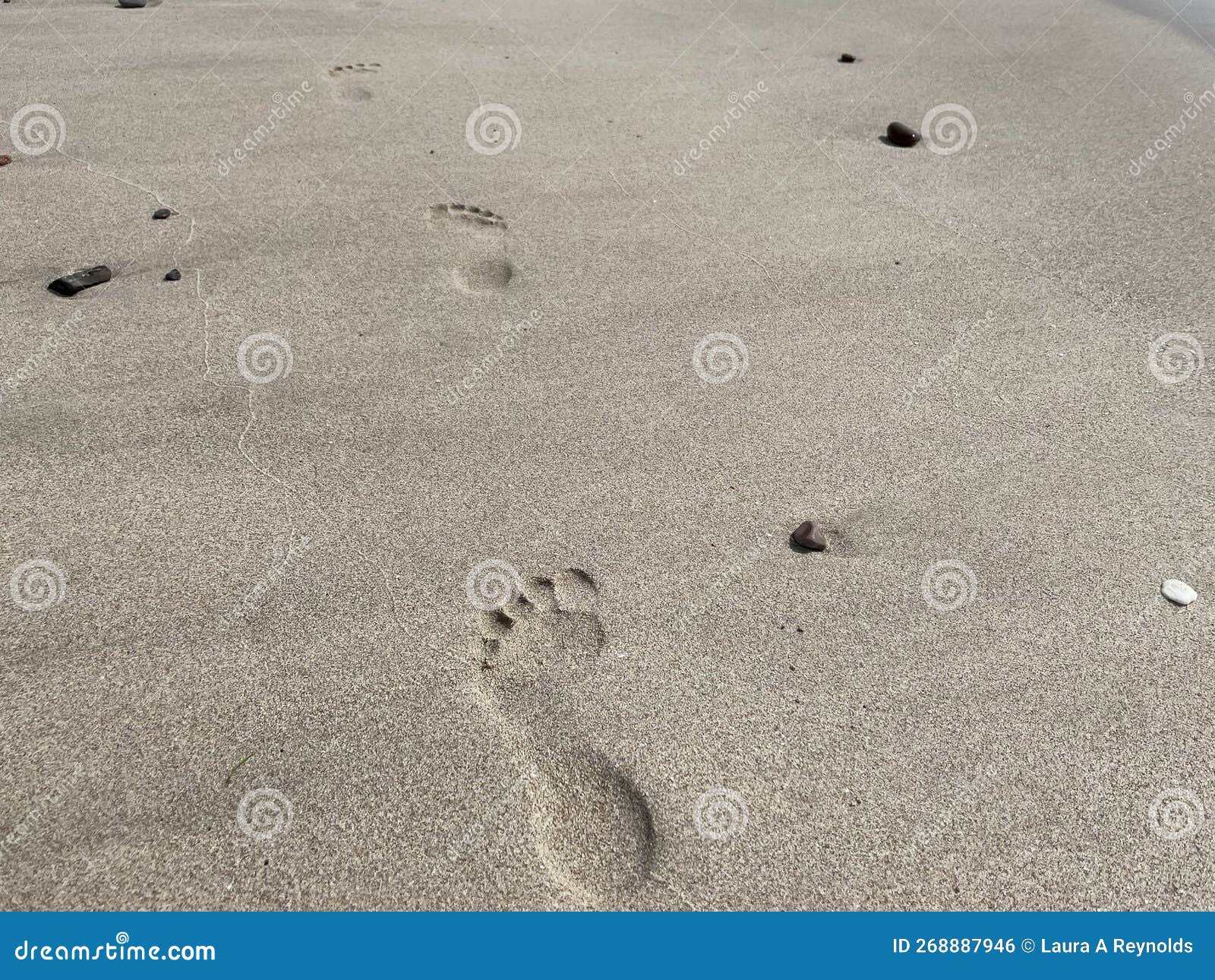 Footprints Along a Beach stock photo. Image of coast - 268887946