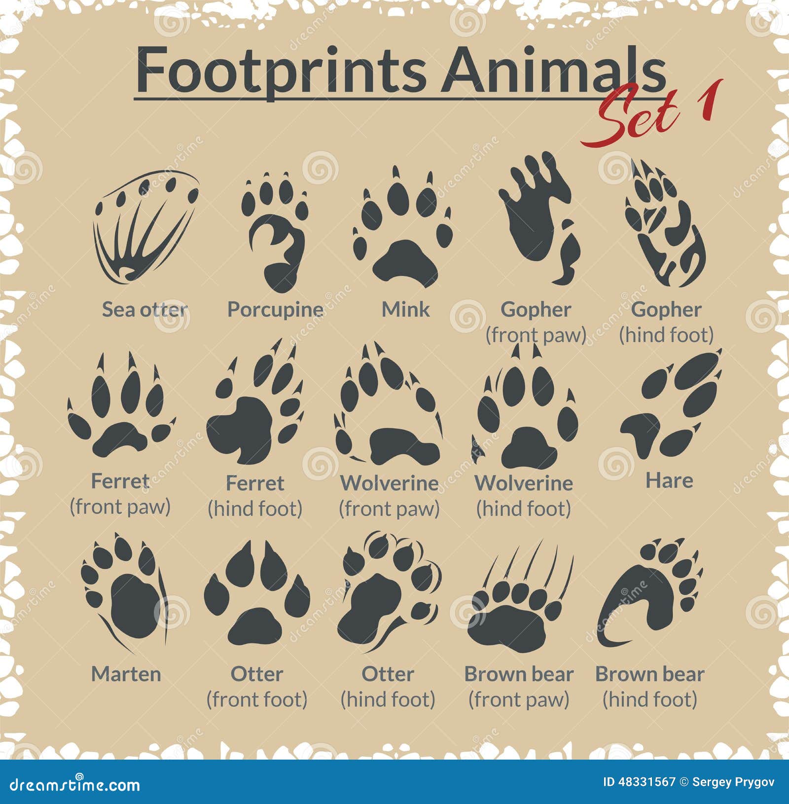 Footprints Animals - Vector Set. Stock Vector - Illustration of animal ...