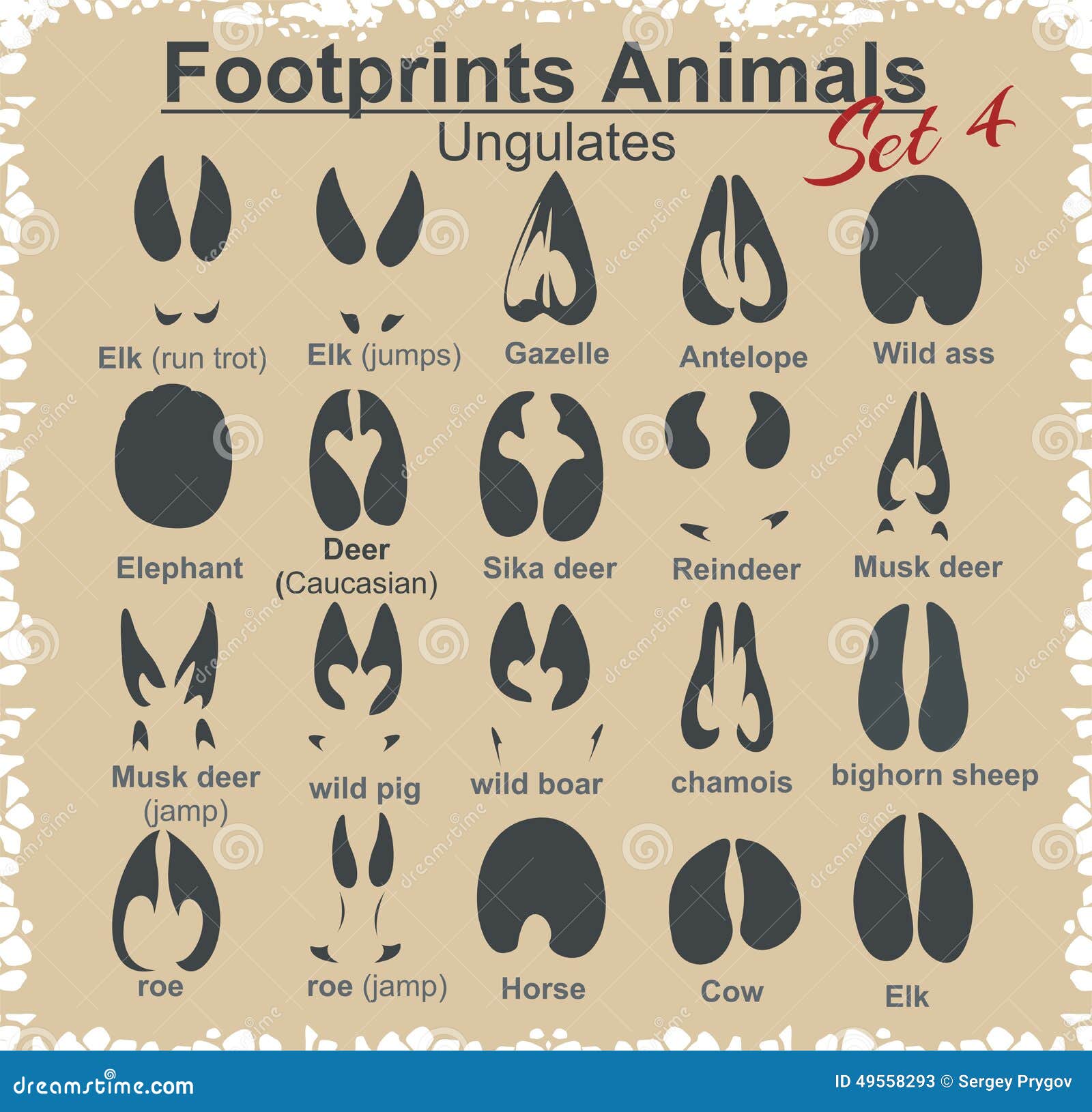 Animal Footprints With Names