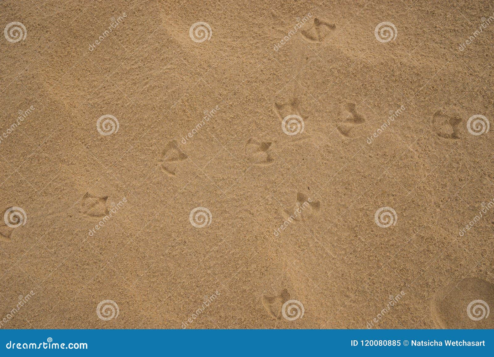 Footprints of Australian Ibis Birds on Wet Beach Sand. Stock Image ...