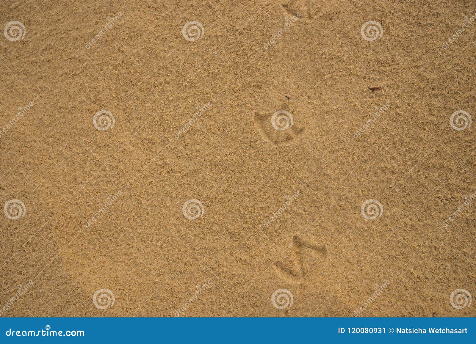 Footprints of Ibis Birds on Wet Beach Sand. Stock Image - Image of ...
