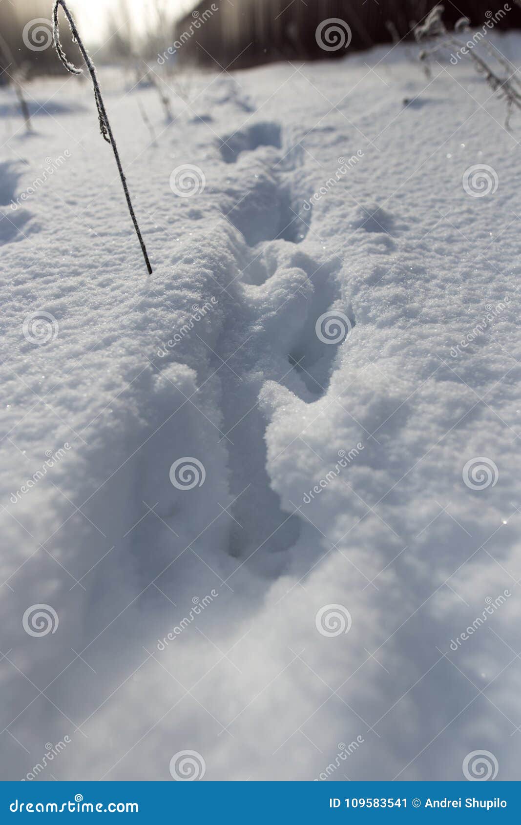 Footprints of the Beast on the Snow in Winter Stock Image - Image of ...