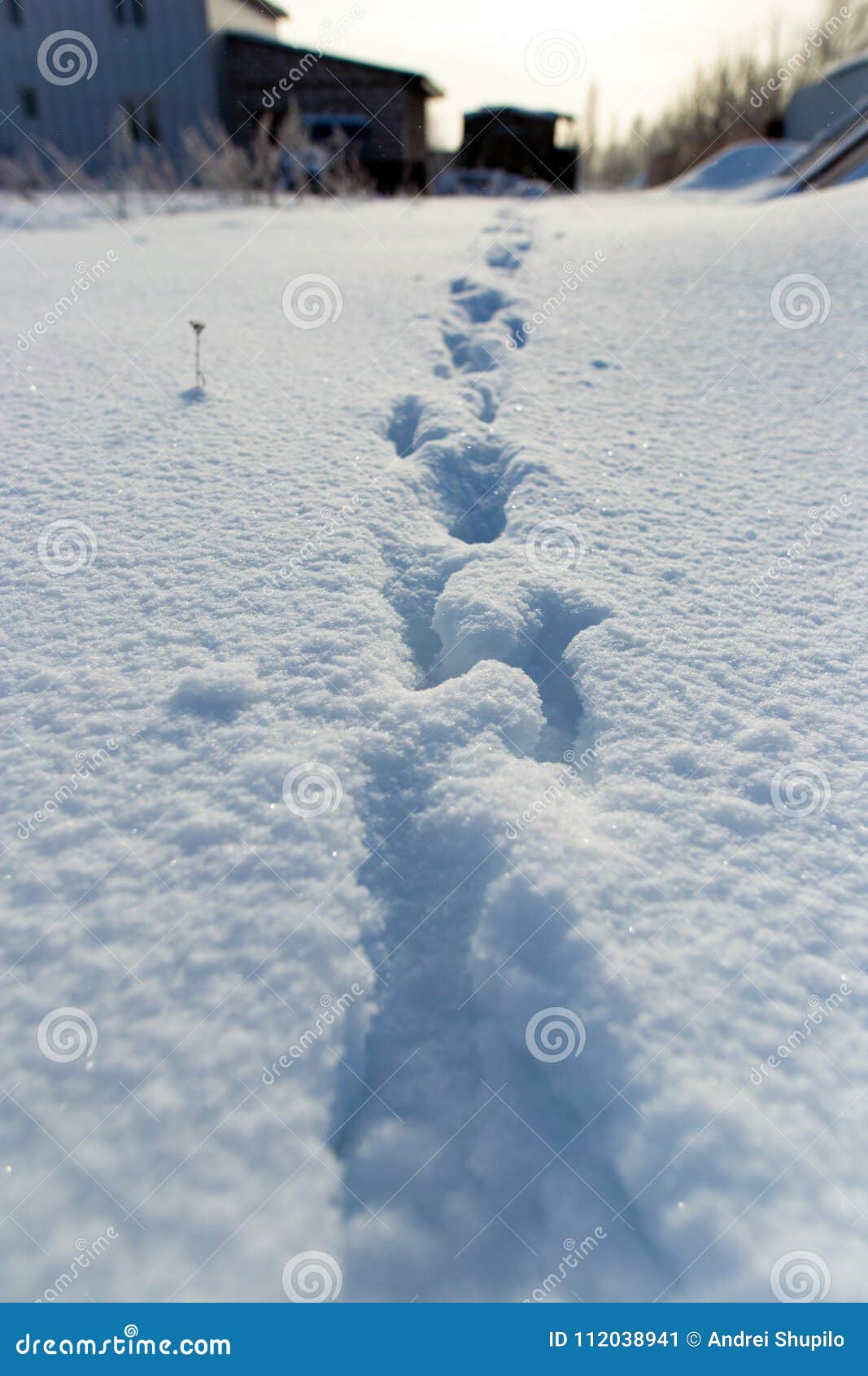 Footprints of the Beast on the Snow in Winter Stock Image - Image of ...