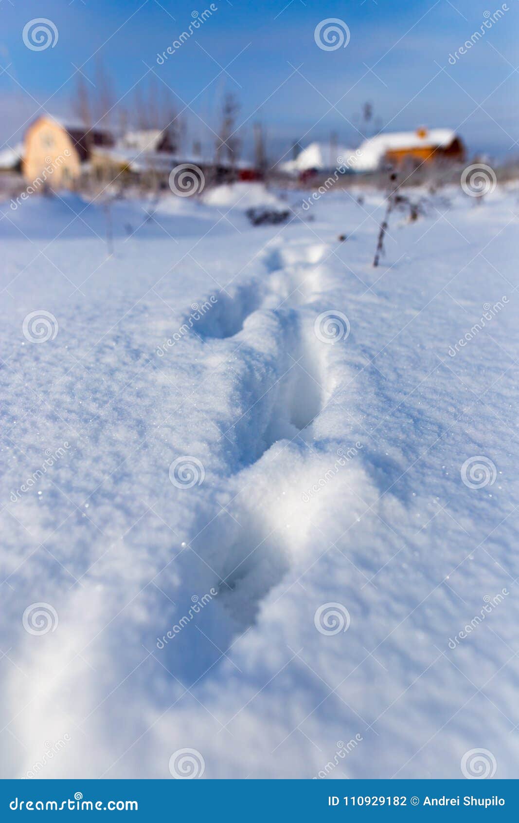 Footprints of the Beast on the Snow in Winter Stock Photo - Image of ...