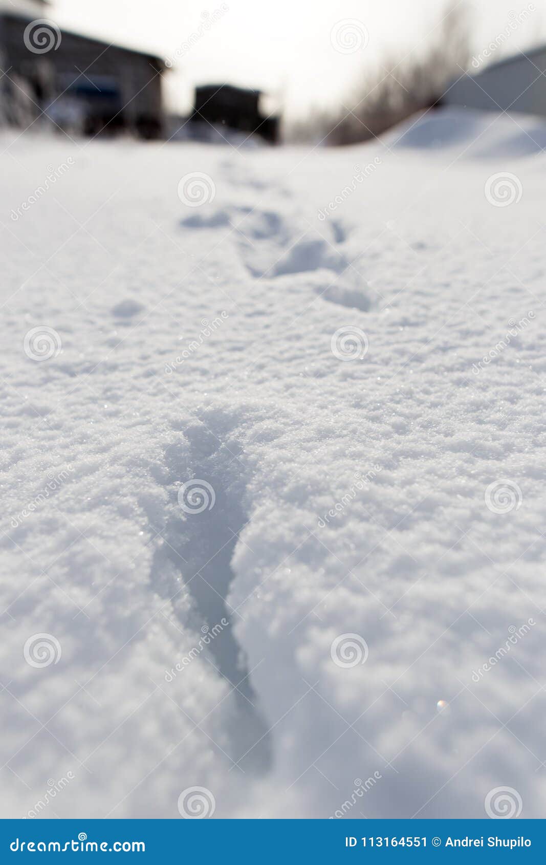 Footprints of the Beast on the Snow in Winter Stock Image - Image of ...