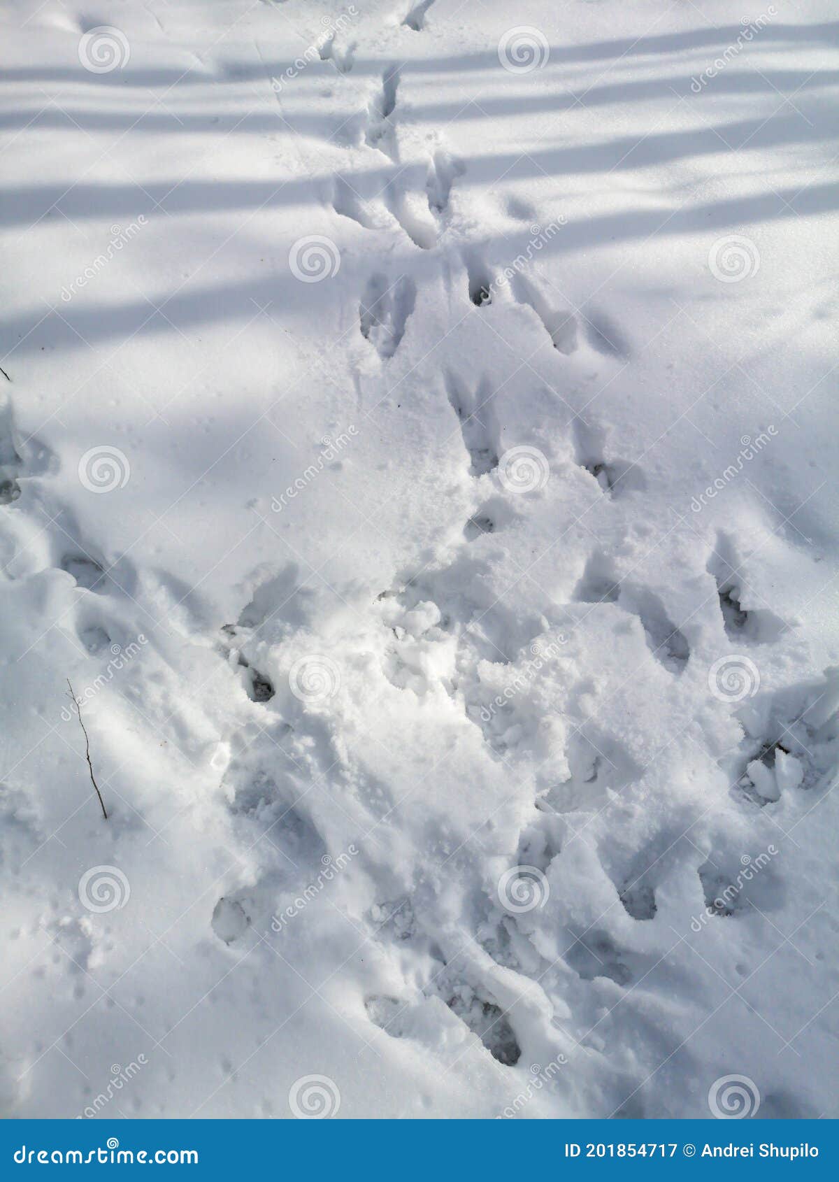 The Footprints of the Beast on the White Snow Stock Image - Image of ...