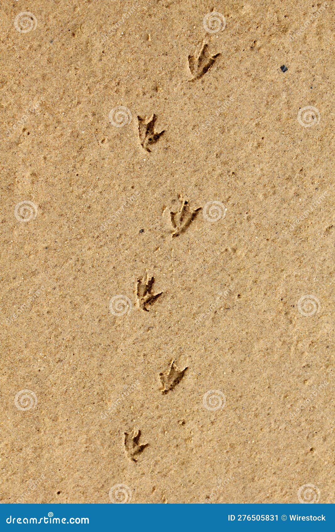 Footprints of a bird stock image. Image of print, walk - 276505831