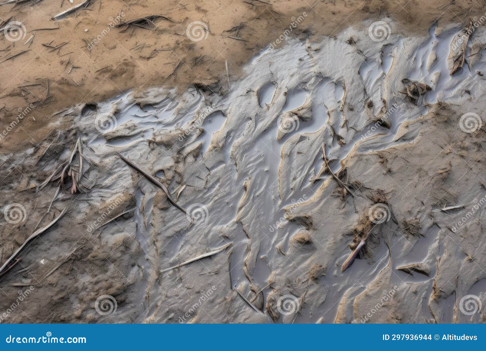 Footprints of a Bird in Fresh Mud Stock Photo - Image of bird ...