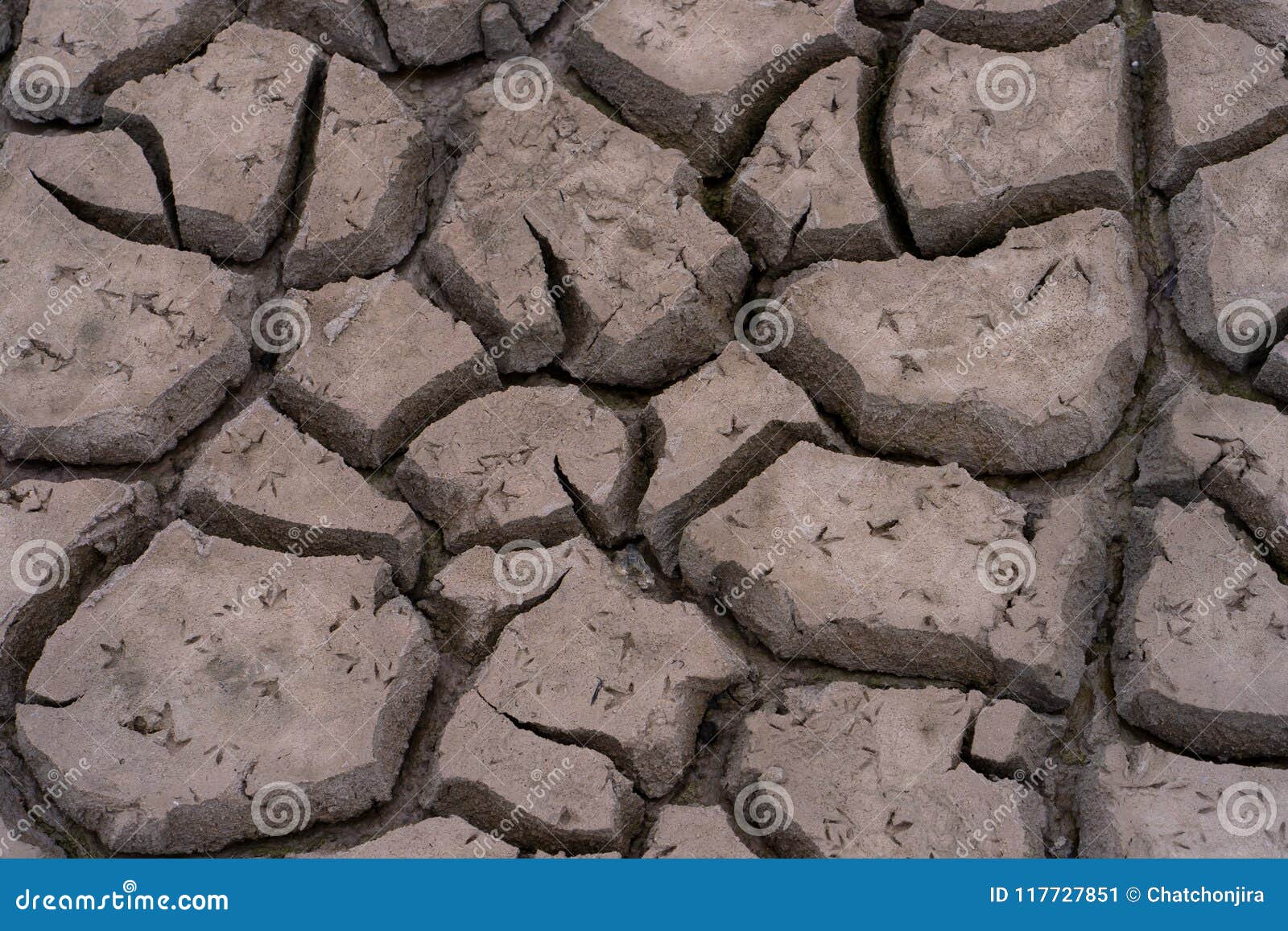 Footprints of birds stock image. Image of ground, bird - 117727851