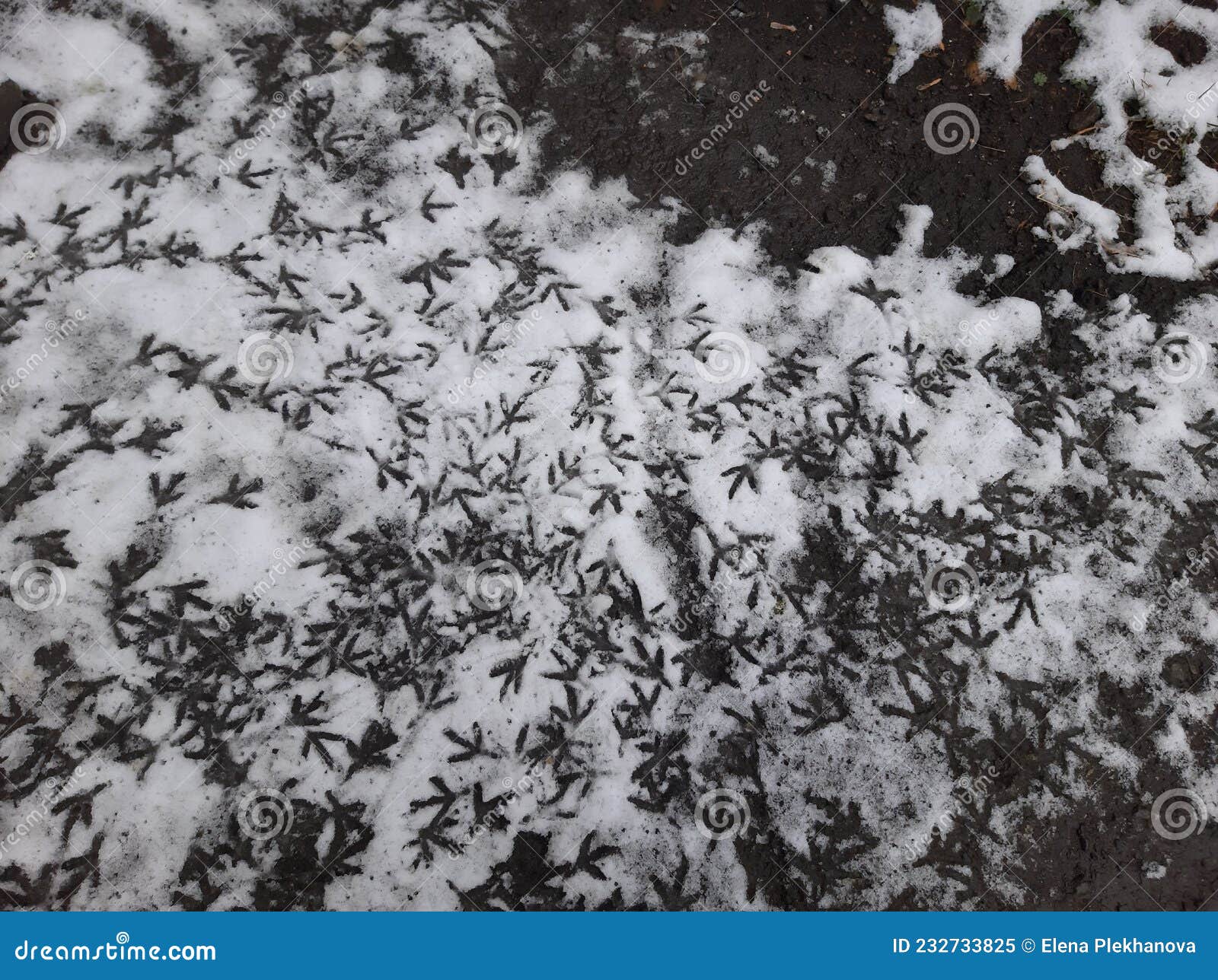 Bird tracks in the snow stock image. Image of foot, fresh - 232733825