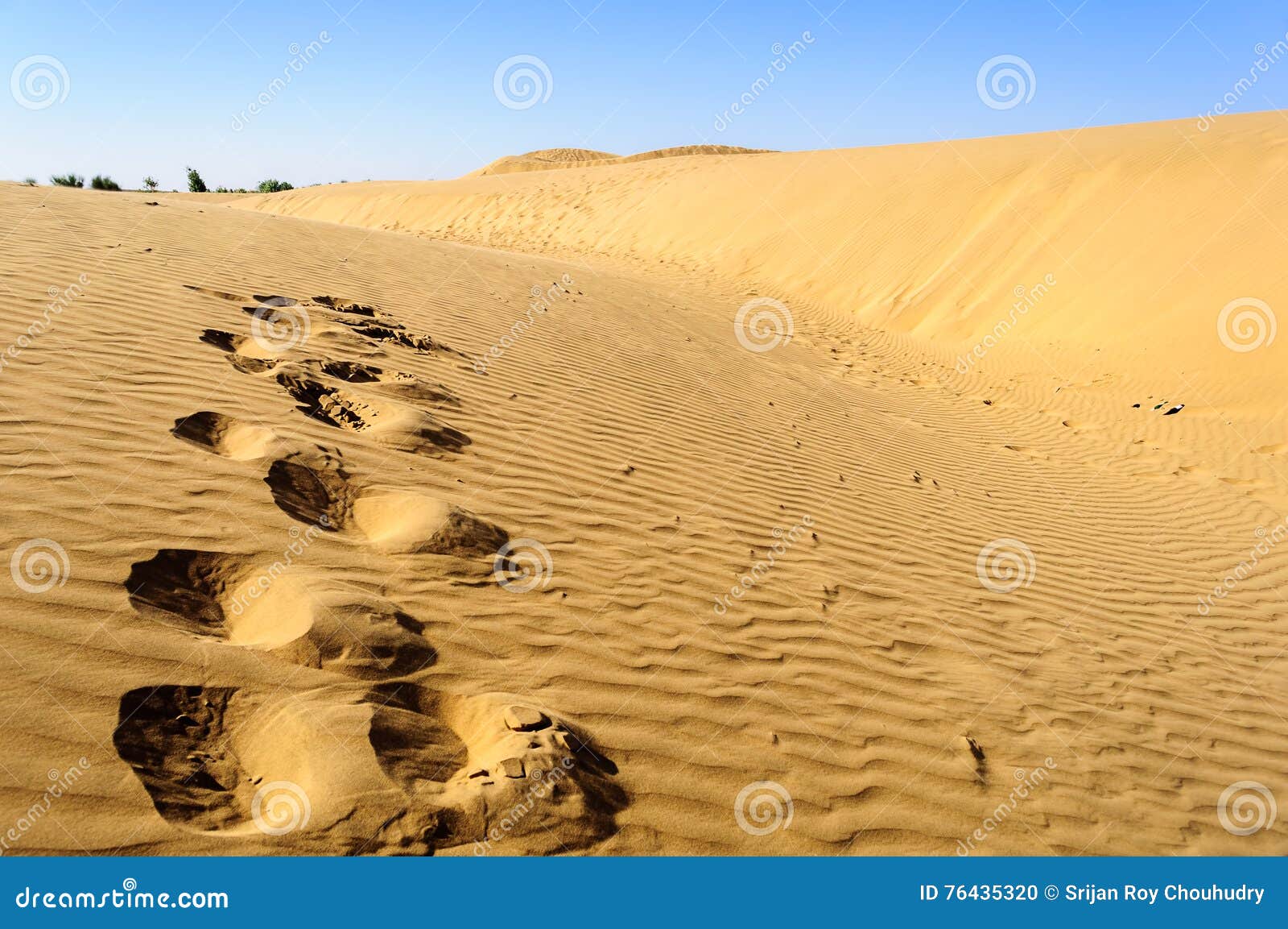 Footprints of Camel on Sand Dunes, SAM Dunes of Thar Desert of I Stock ...