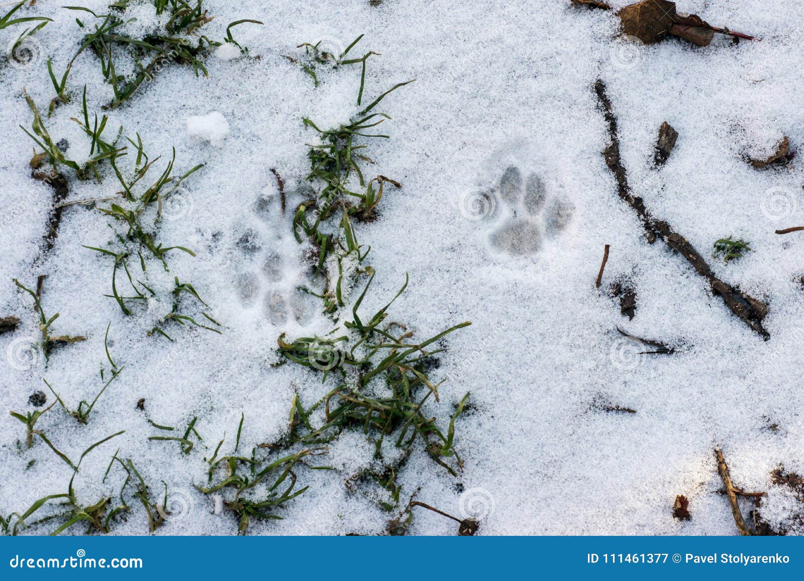 Footprints of a cat stock image. Image of grass, animal - 111461377