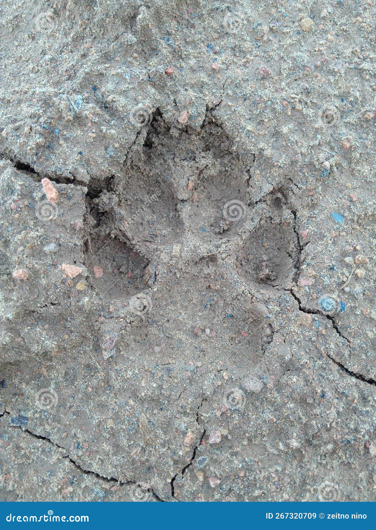 Footprints of the Clouded Leopard, Ones of Asia& X27;s Endemic Animals ...