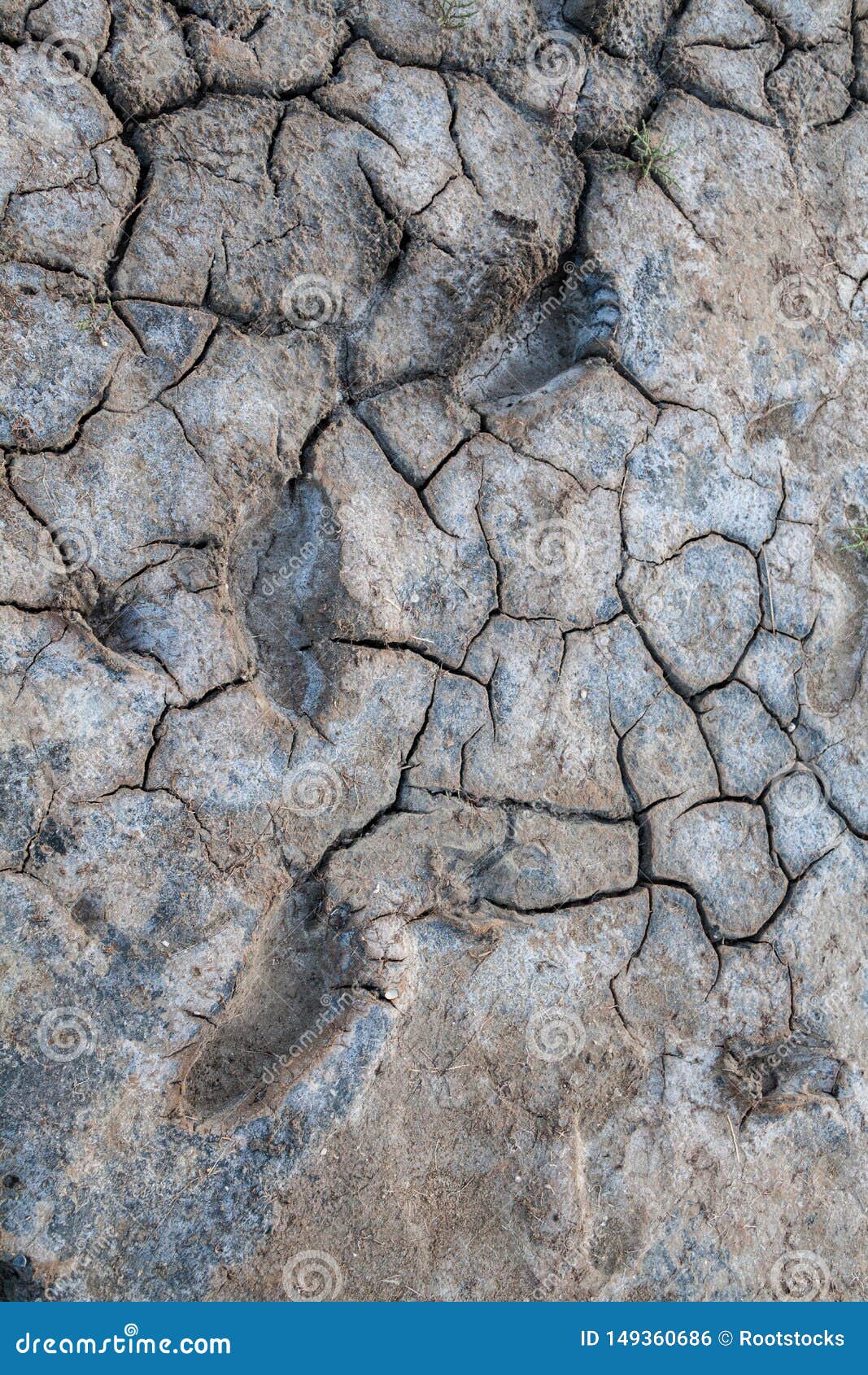 Footprints on the ground stock photo. Image of human - 149360686