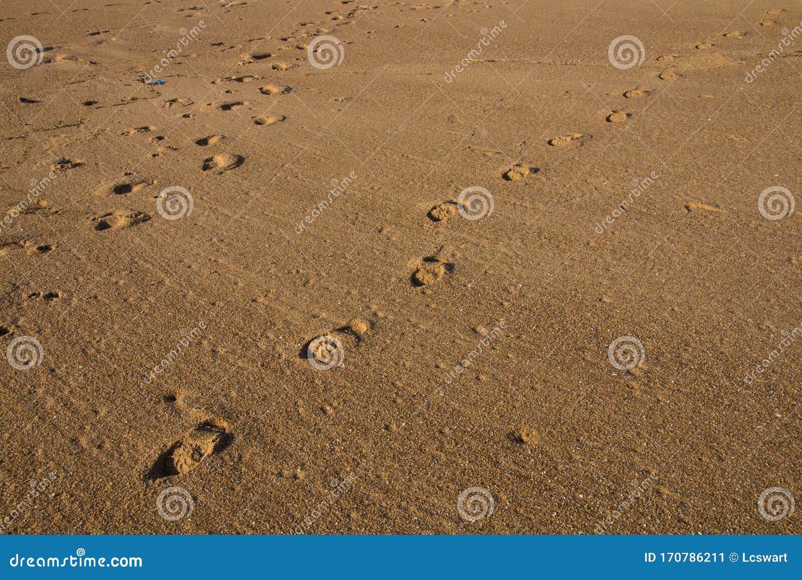 Footprints Crossing Over Clean Beach Sand Stock Image - Image of shore ...