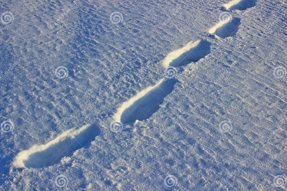 Footprints in deep snow stock photo. Image of deep, dint - 28404792