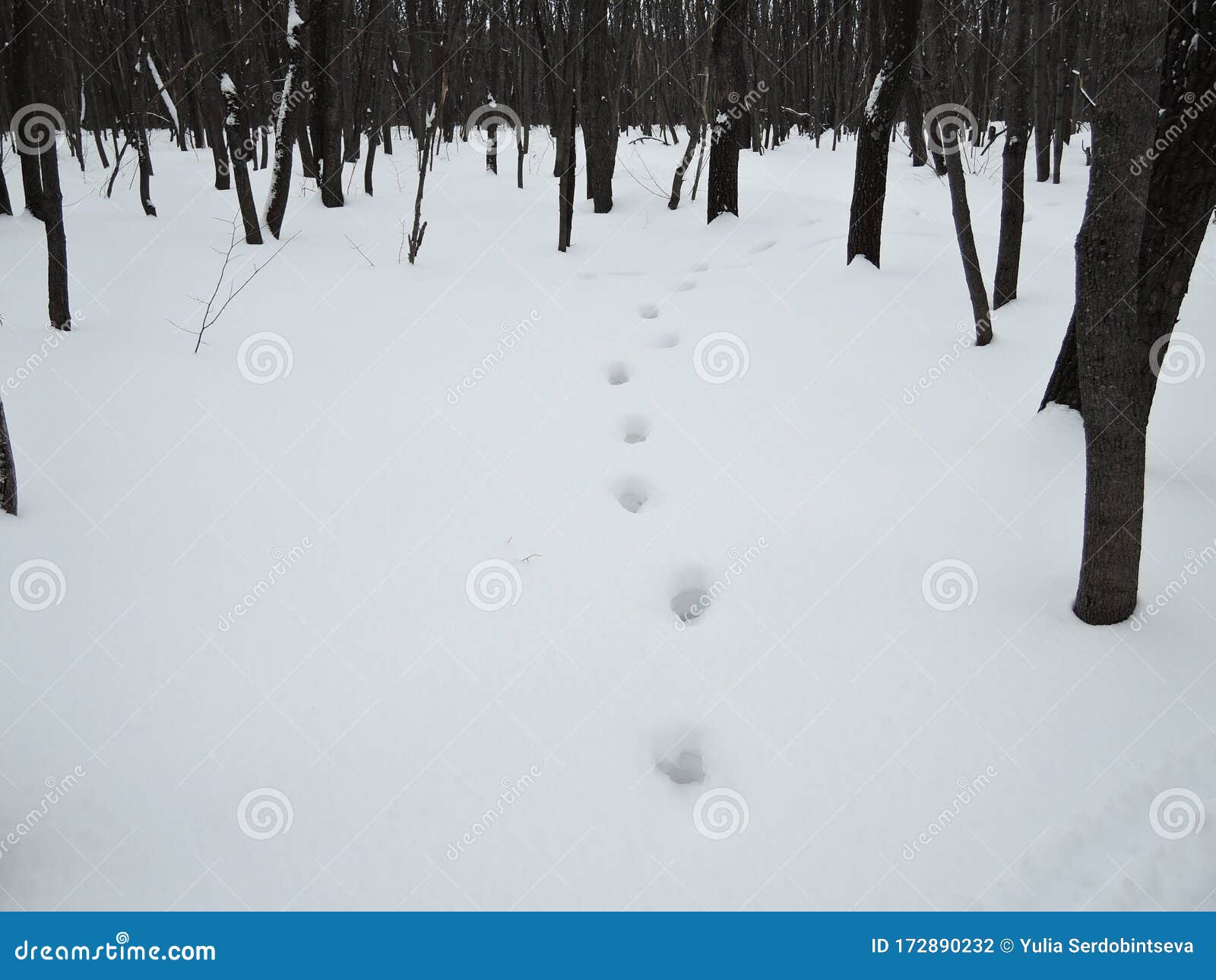Footprints in Deep Snow in Forest, Winter Background Stock Photo ...