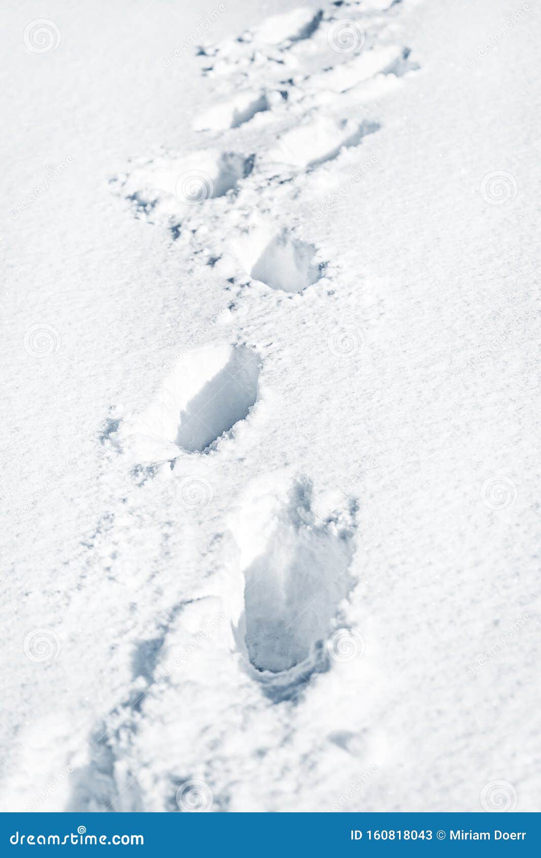Footprints In The Deep White Snow, Traces And Tracks Of Human Steps ...