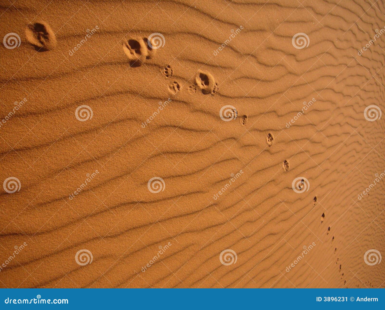 Footprints at the Desert stock image. Image of journey - 3896231