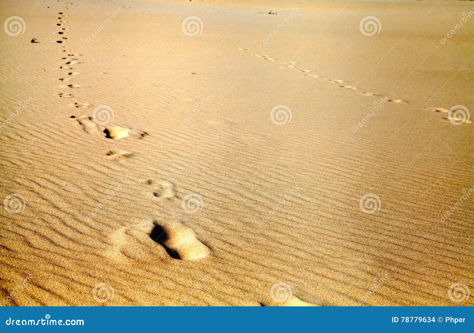 Footprints on the desert stock photo. Image of print - 78779634
