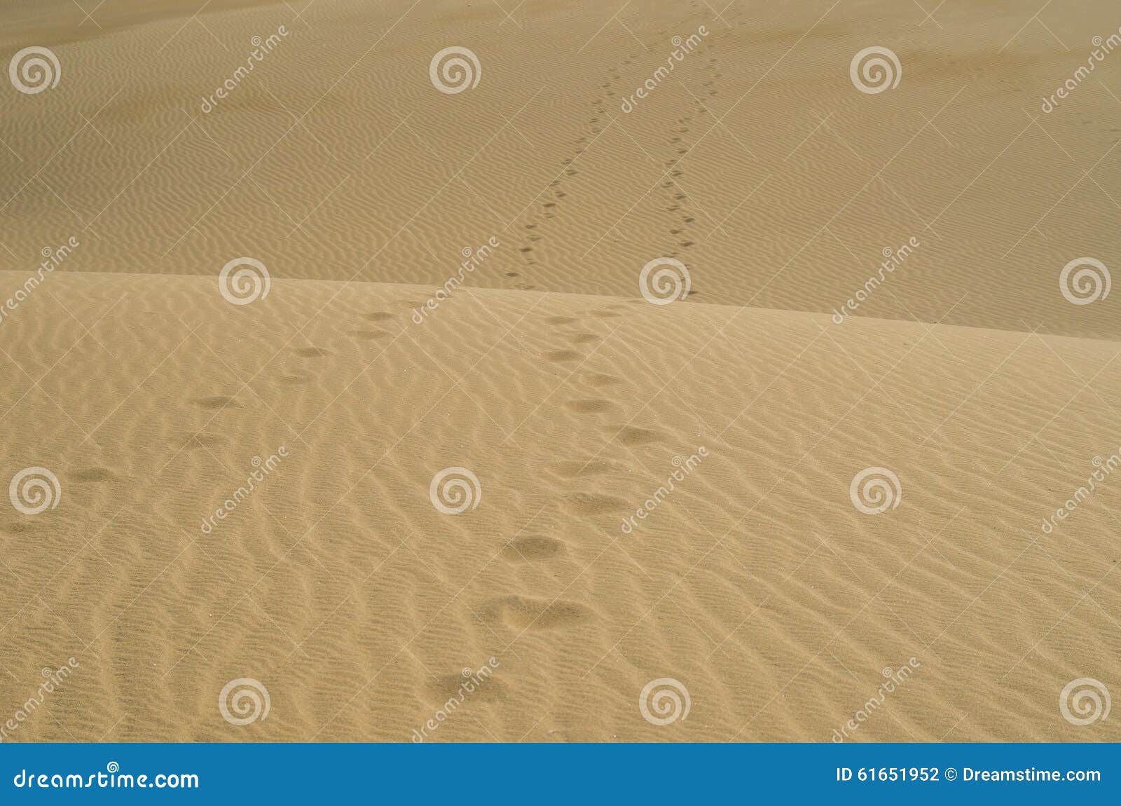 Footprints in the desert stock photo. Image of footstep - 61651952