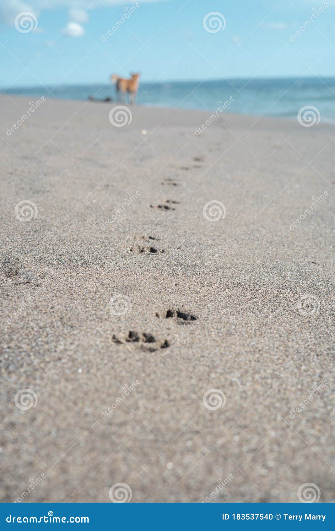 Cat Paws In The Sand, Closeup. Cat Using Toilet, Cat In Litter Box, For ...