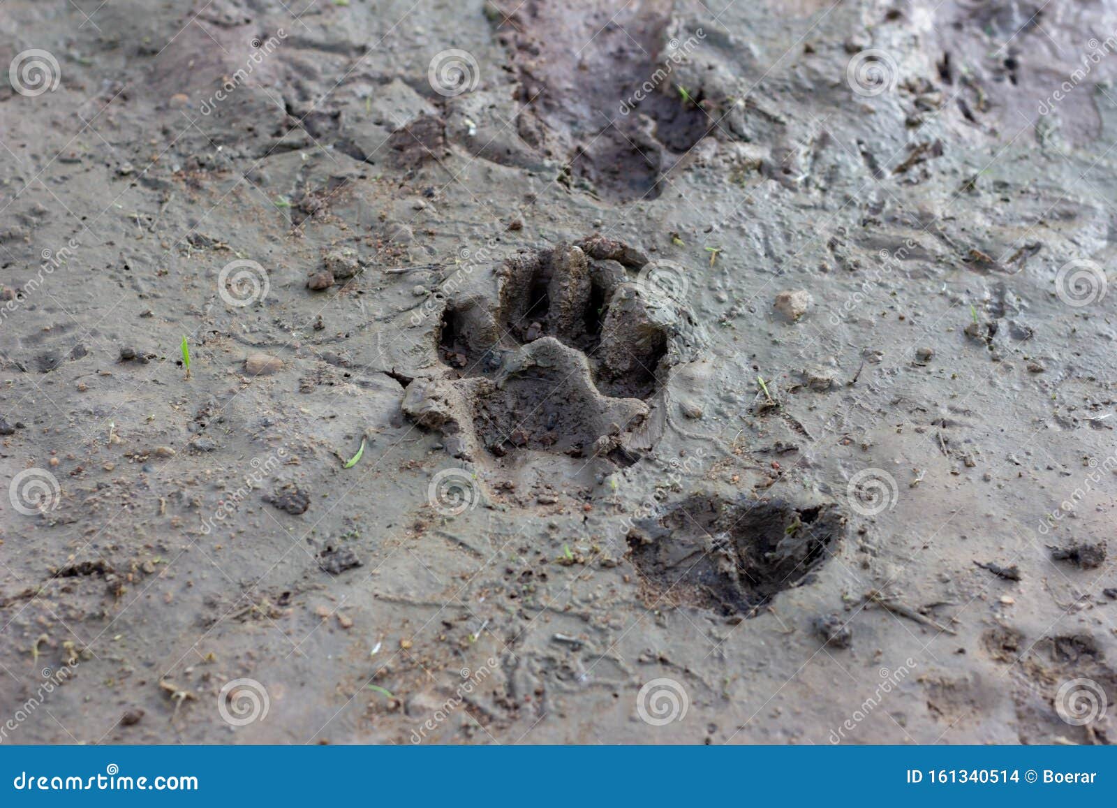 Wolf Tracks In Mud