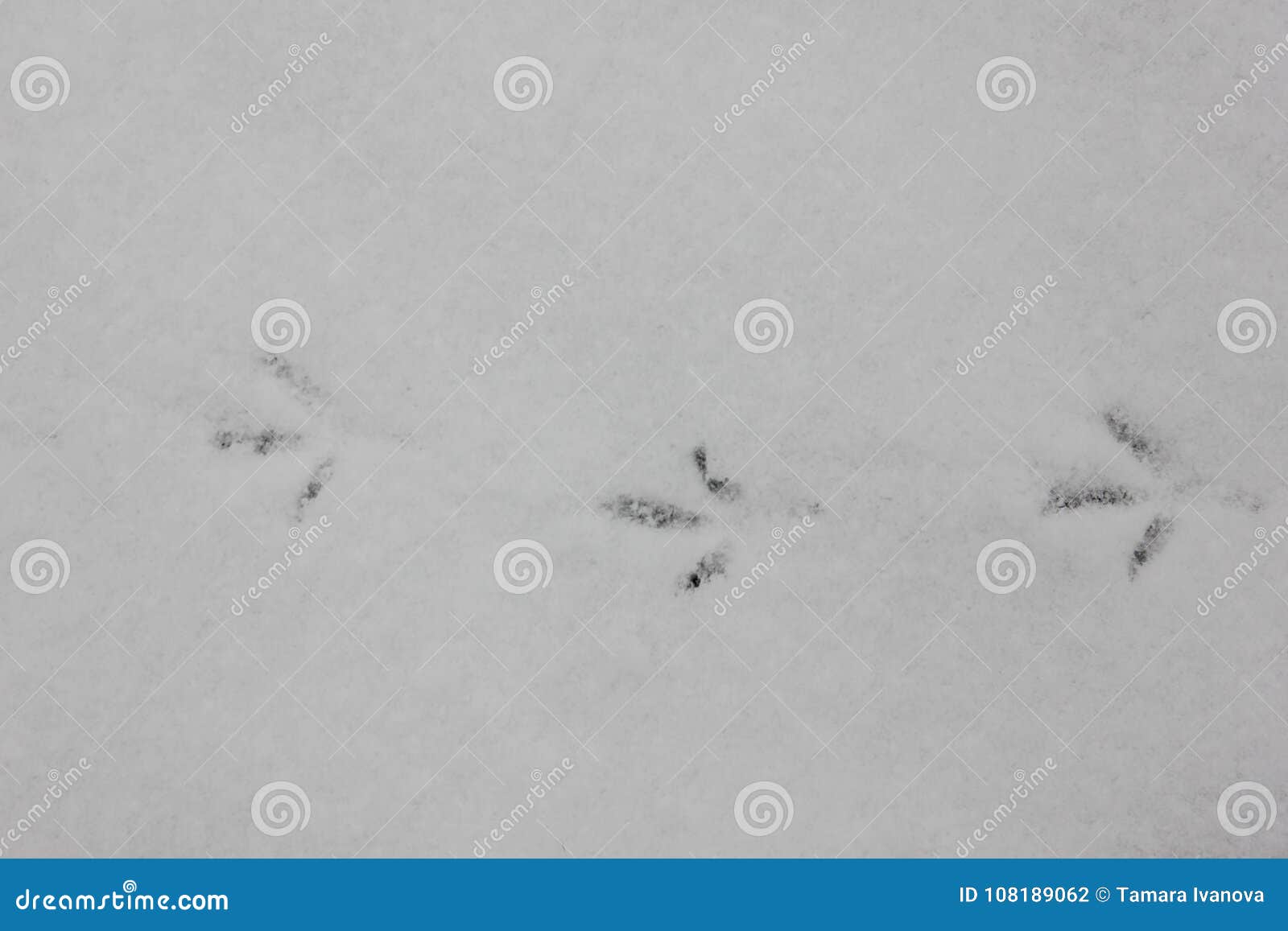 Footprints Of A Dove On The Fluffy Snow. Traces Of Birds On A White ...