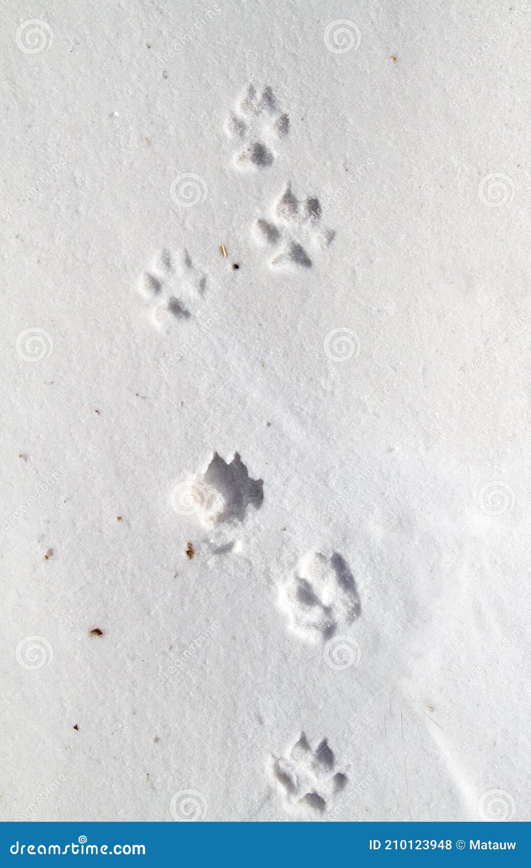 Fox Paw Print In Snow