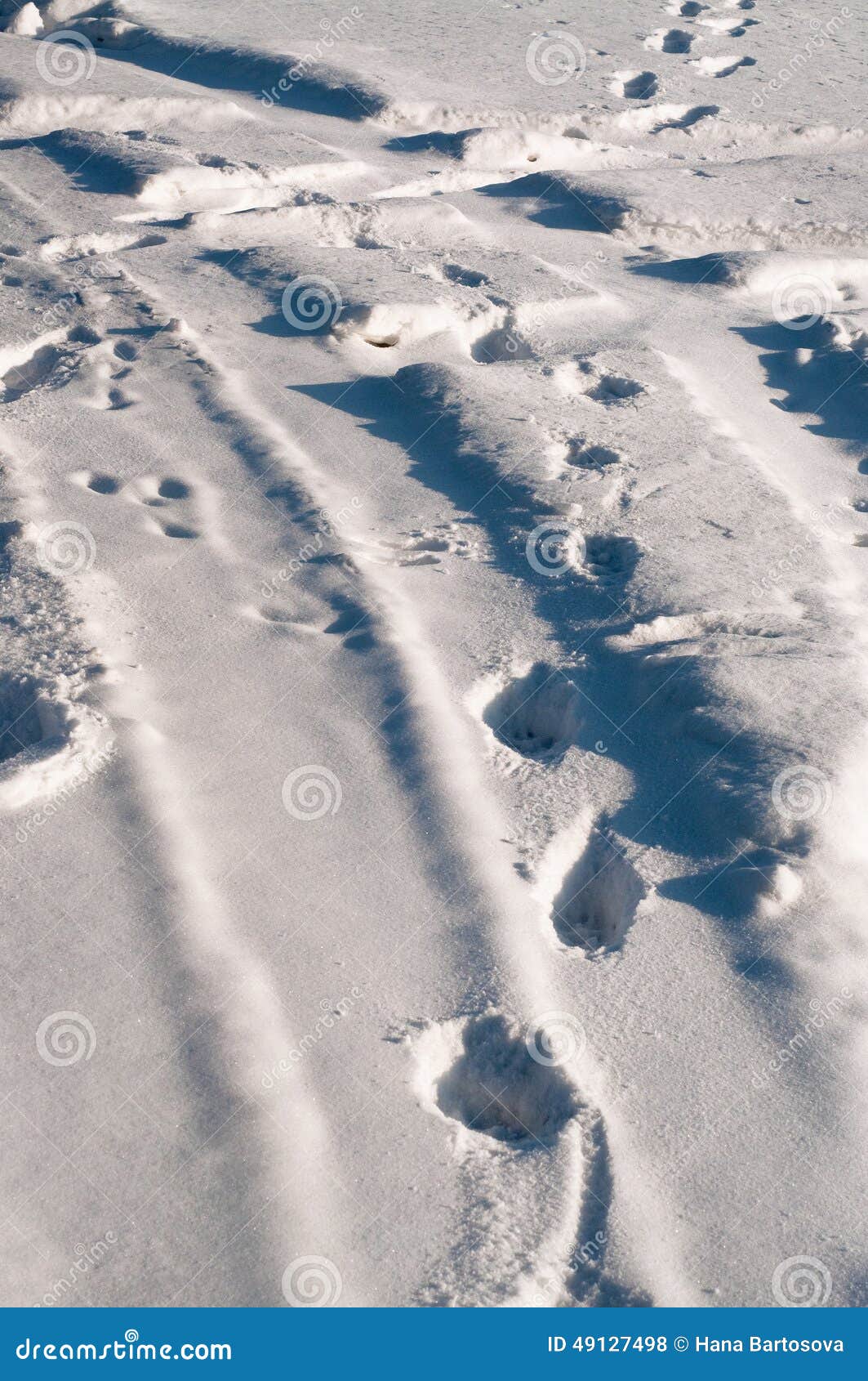 Footprints in Fresh Deep Snow Stock Photo - Image of winter, print ...
