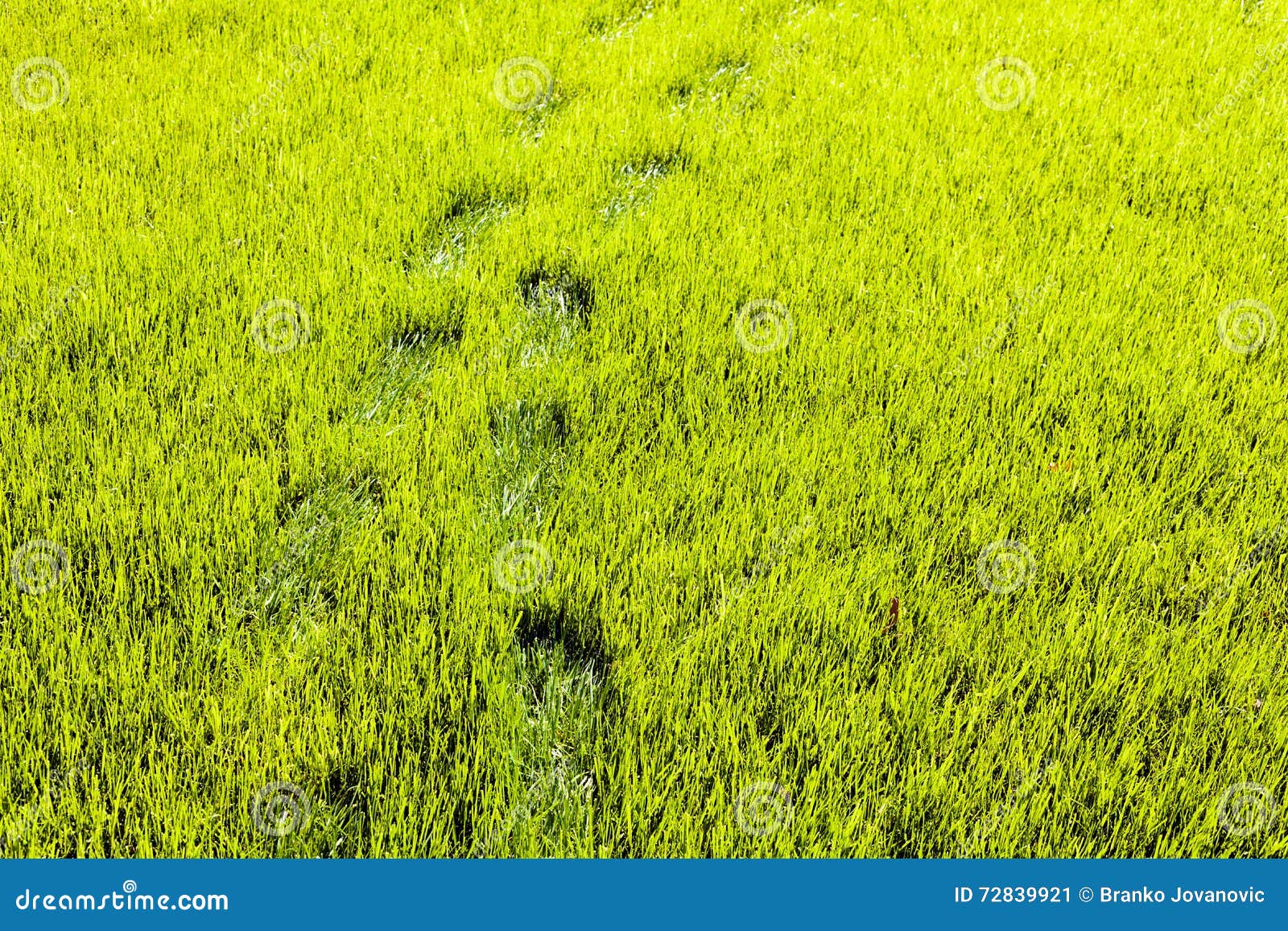 Footprints in grass stock image. Image of golf, foot - 72839921