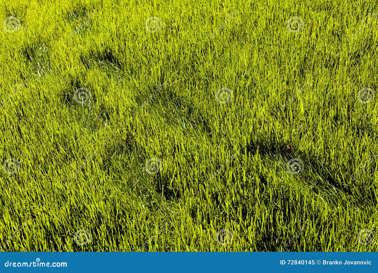 Footprints on the grass stock illustration. Illustration of white ...