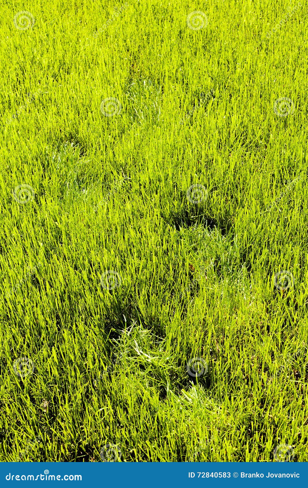 Footprints on the grass stock illustration. Illustration of direction ...