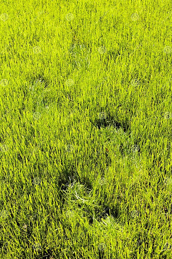 Footprints on the grass stock illustration. Illustration of direction ...