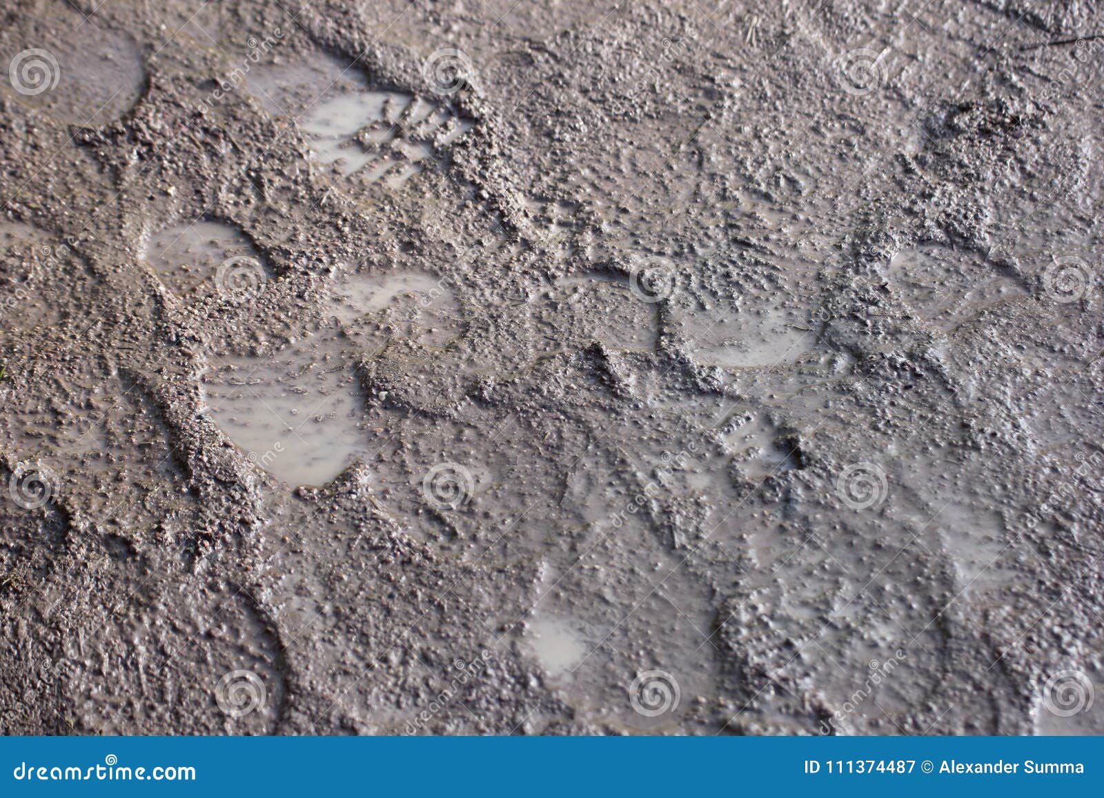 Footprints in Grey Mud in Winter Stock Image - Image of cold, tracks ...