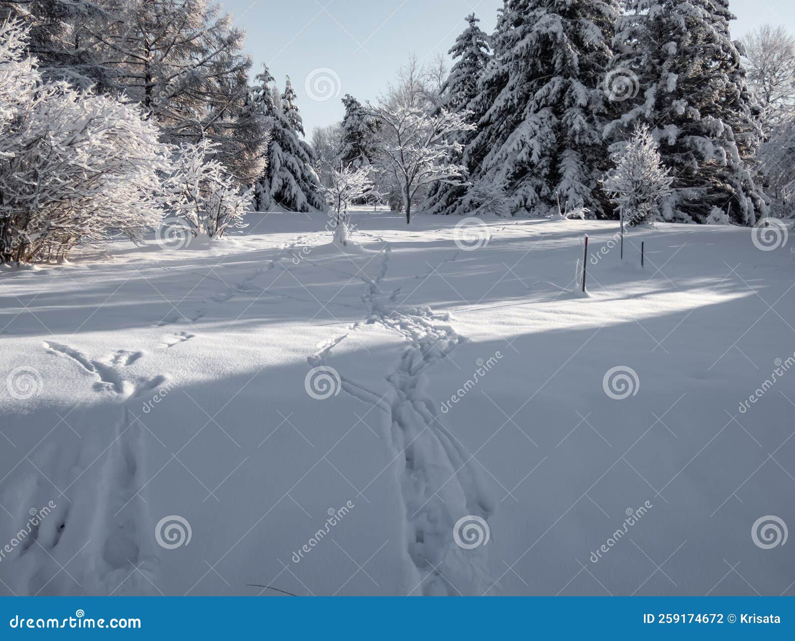 Footprints of a Group of Roe Deers after Walking in Deep Snow in Winter ...
