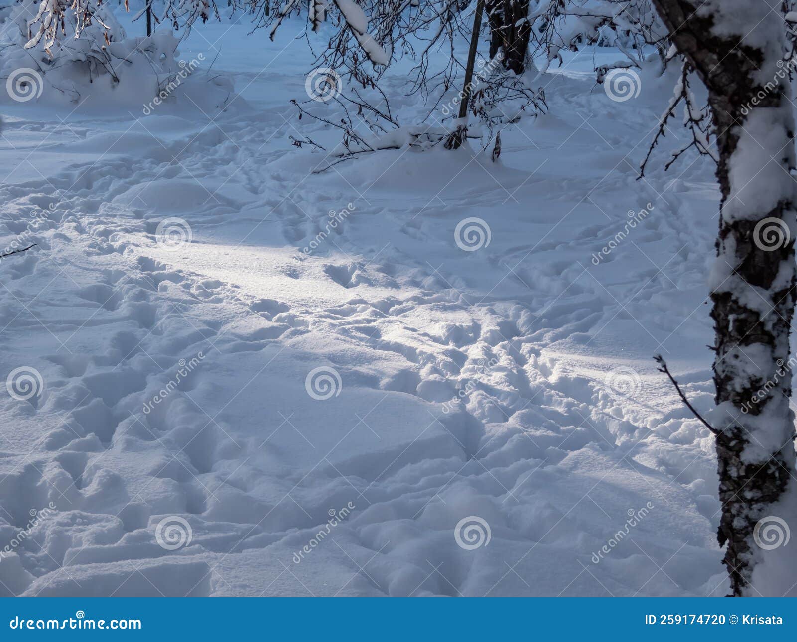 Footprints of a Group of Roe Deers after Walking in Deep Snow in Winter ...