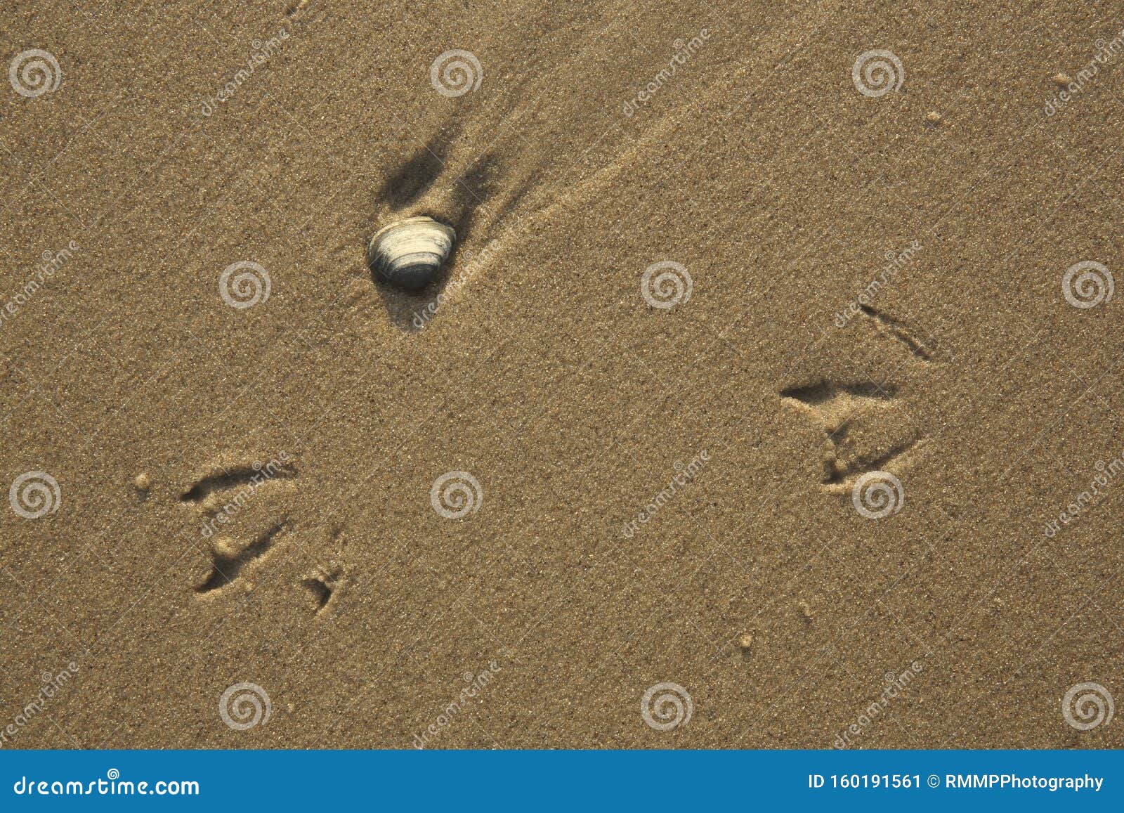 Footprints of a Gull and a Shell on the Beach Stock Image - Image of ...