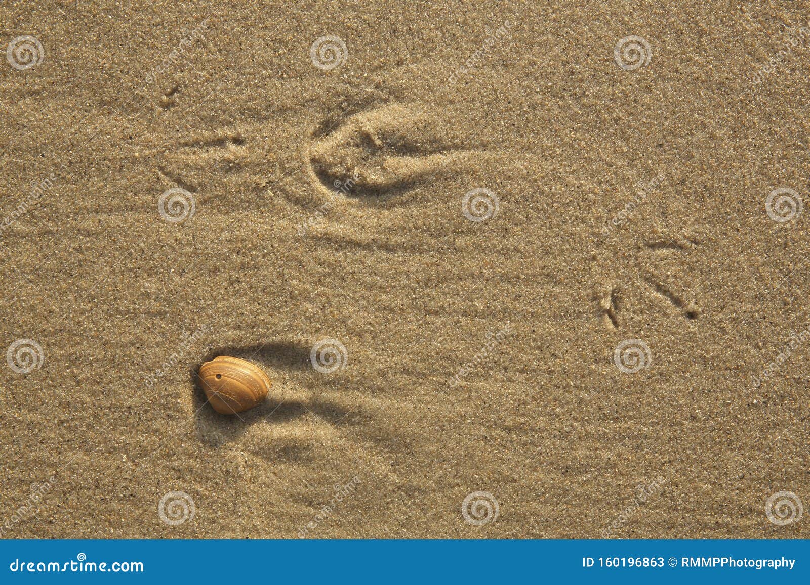 Footprints of a Gull and a Shell on the Beach Stock Image - Image of ...