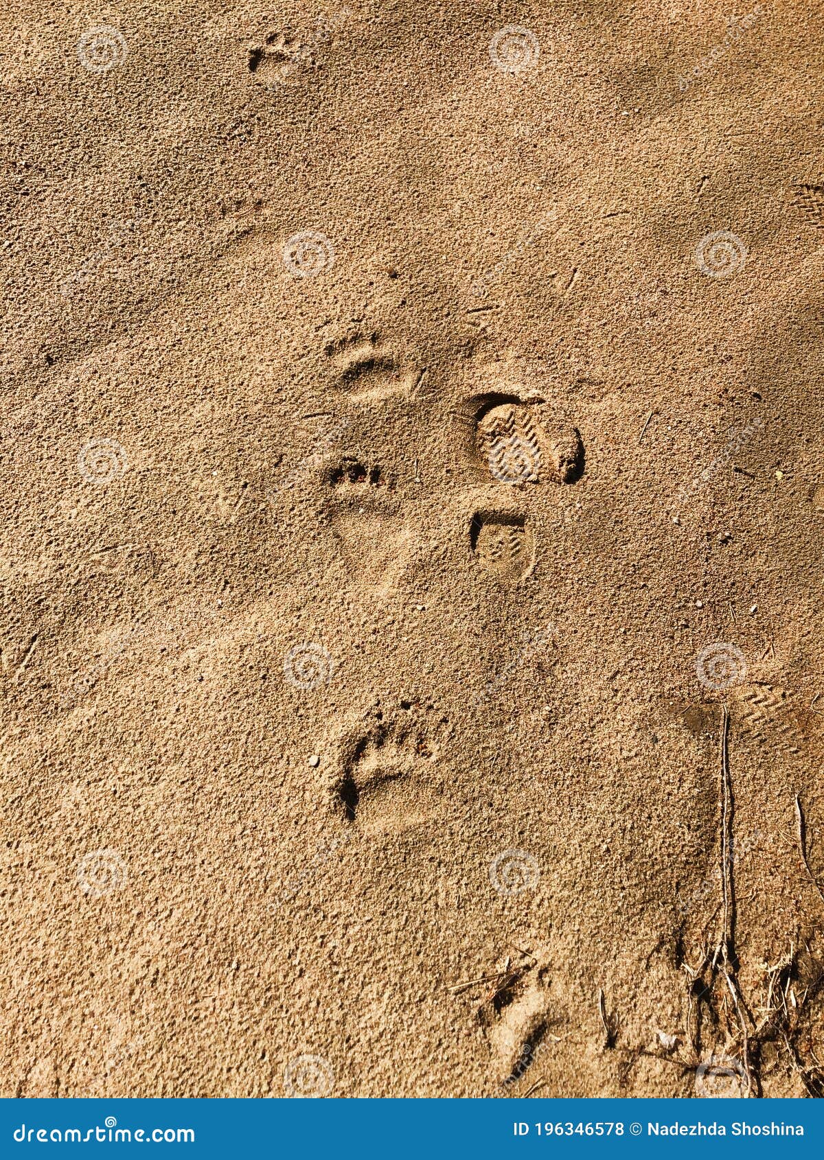 Footprints of Human and Young Brown Bear Stock Photo - Image of bearish ...