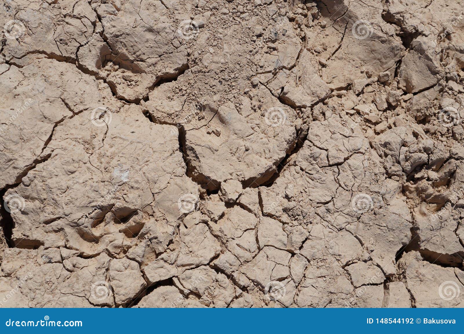The Footprints of Hyena on the Dryed Soil Stock Photo - Image of dryed ...