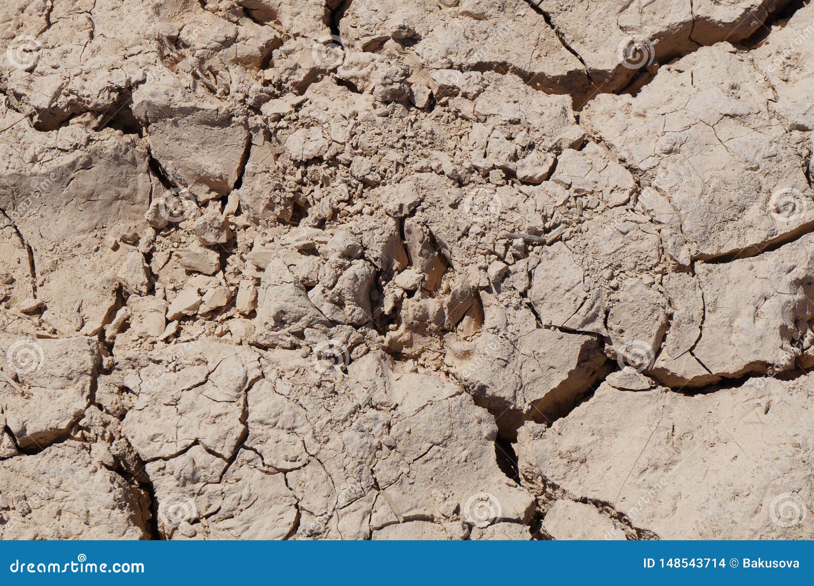 The Footprints of Hyena on the Dryed Soil Stock Photo - Image of mark ...