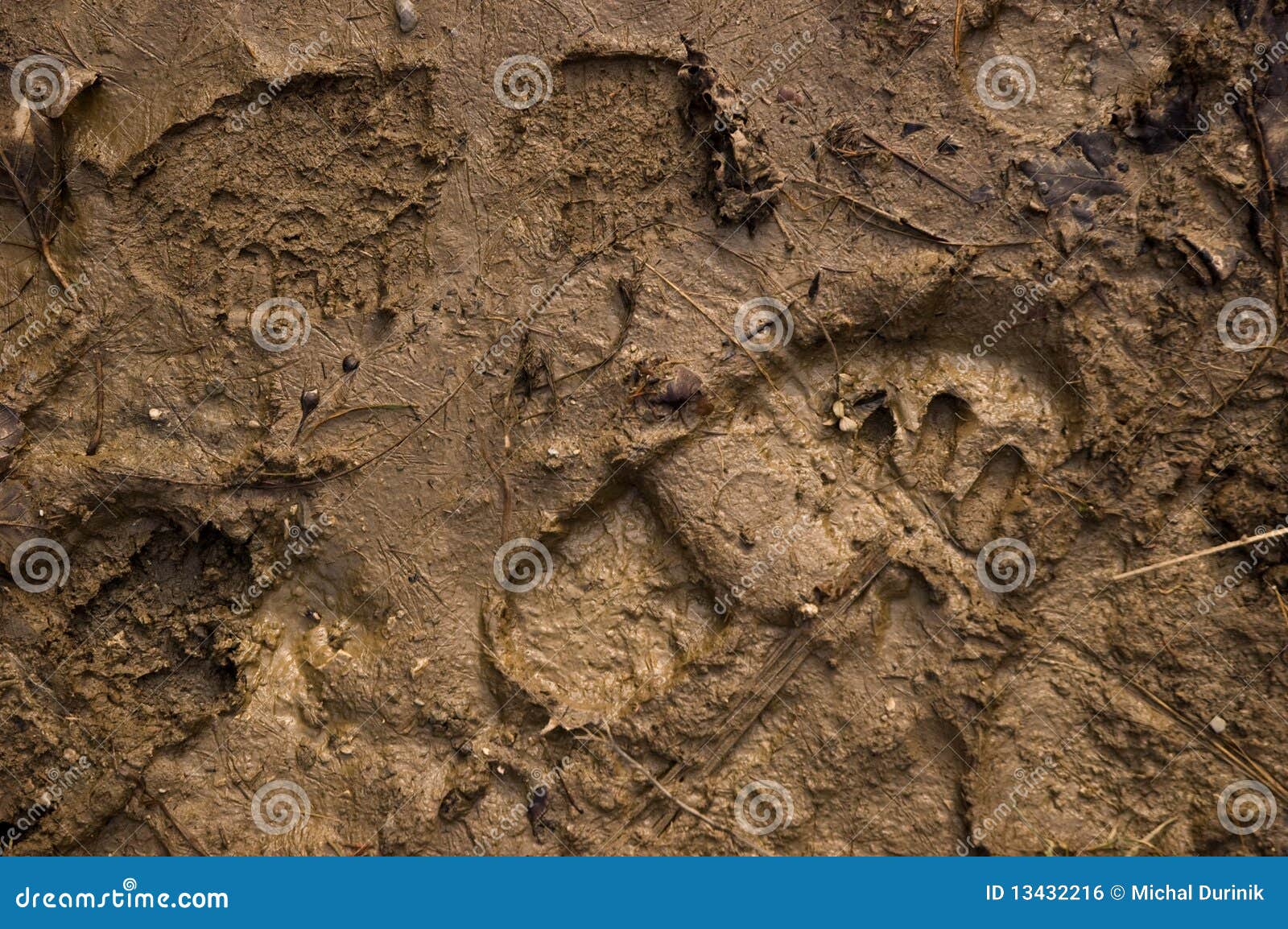 Footprints in mud stock photo. Image of boot, design - 13432216