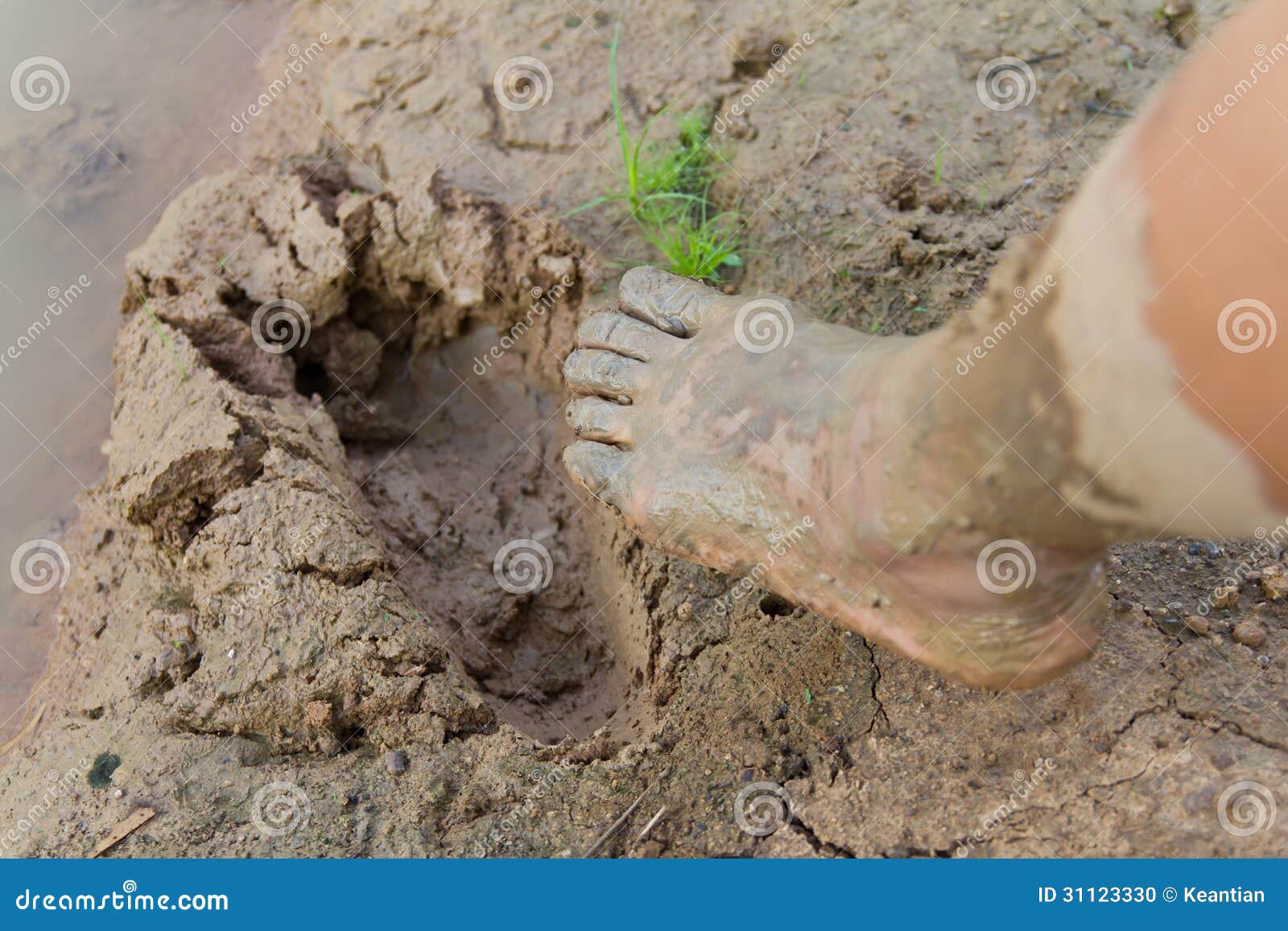Footprints in the mud stock photo. Image of natural, asian - 31123330