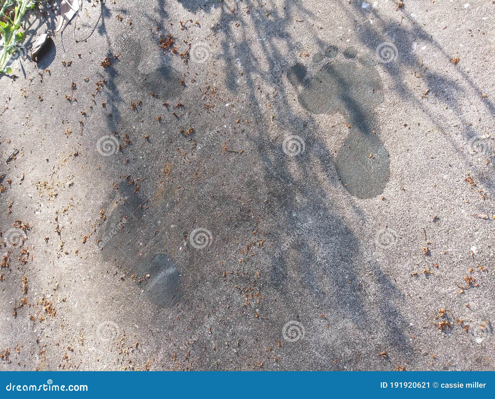 Footprints Nature Sun Light Ground Stock Image - Image of light, nature ...