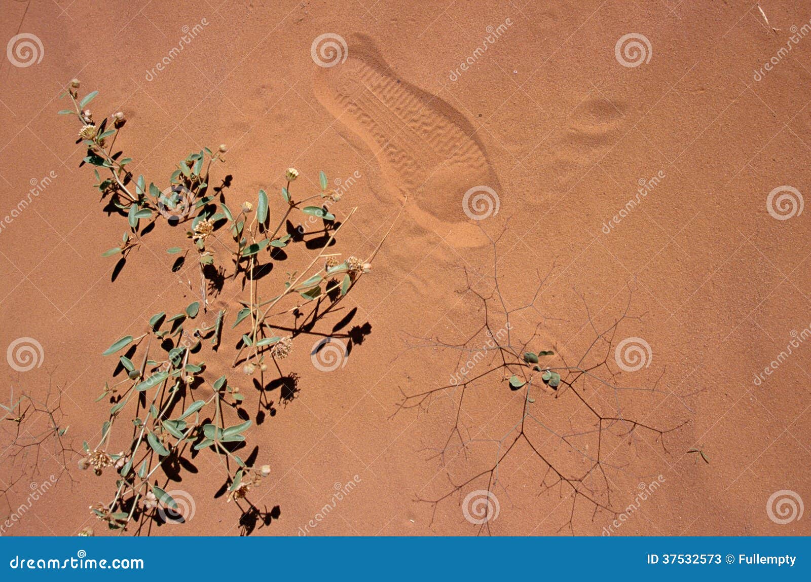 Footprints in the red sand stock image. Image of tracks - 37532573