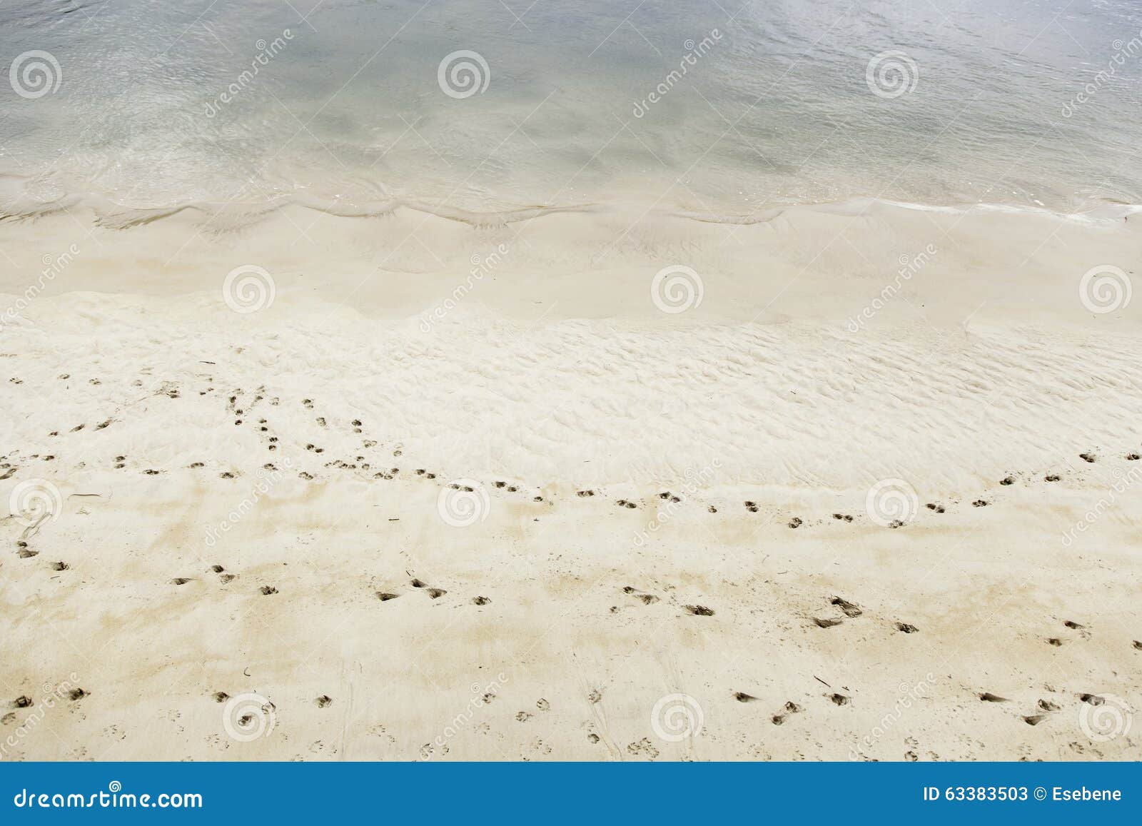 Footprints in the Sand on the Beach Stock Image - Image of footprints ...