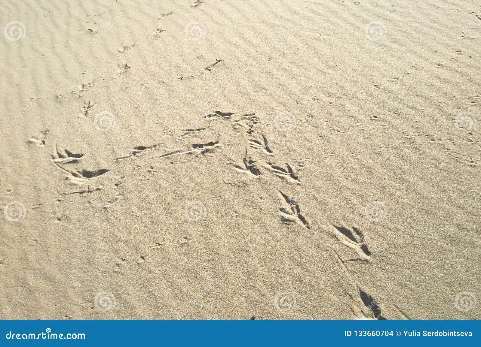 Footprints in the Sand from the Bird, Stock Photo - Image of human ...